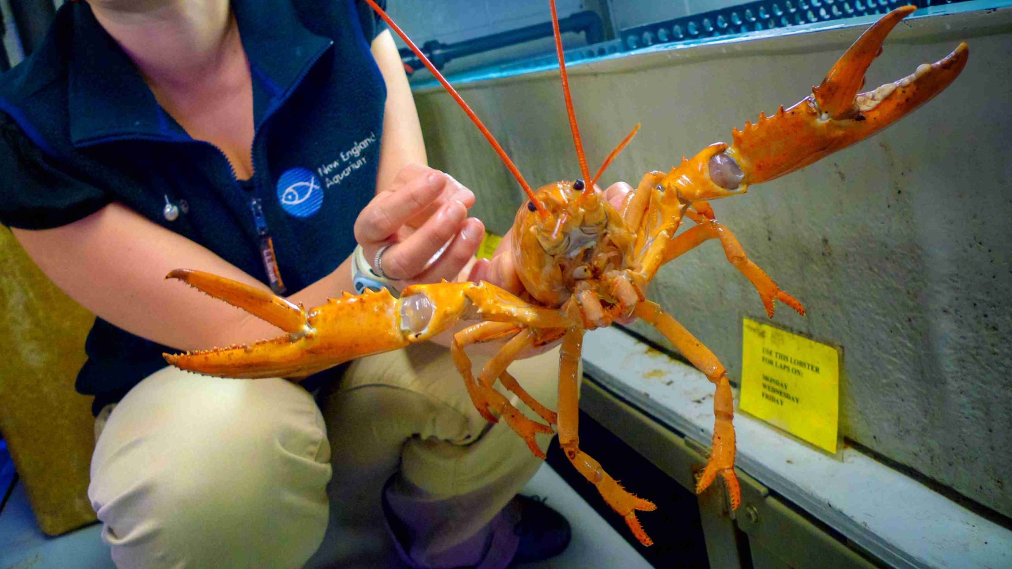 NEAQ lobster - TREVOR CORSON